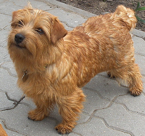 Norfolk Terrier - Amali vom Haus Spring
