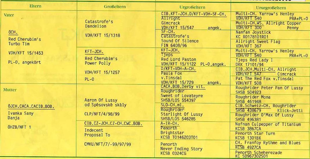 Norfolk Terrier - Amali vom Haus Spring